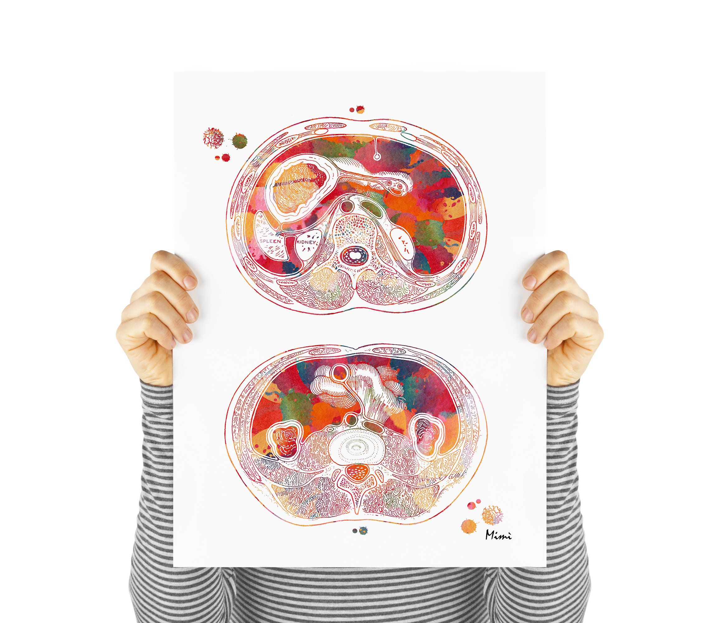 Abdomen Anatomy Watercolor Print, Digestive Tract Cross Section - Etsy ...