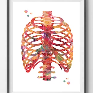 Rib Cage Watercolor Print Anatomy Art Thorax Poster Medical Art ...