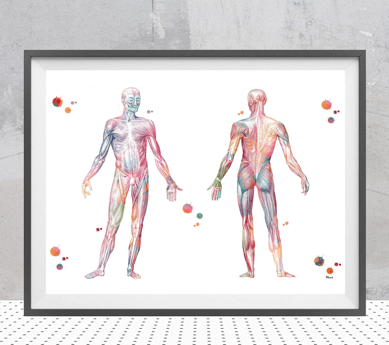 Muscular System Anatomy Print Human Body Skeletal Muscles Poster ...