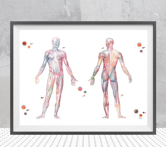 Muscular System Anatomy Print Human Body Skeletal Muscles | Etsy