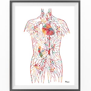 Lymph Vessels Diagram Watercolor Print Lymphatic System of the Human ...