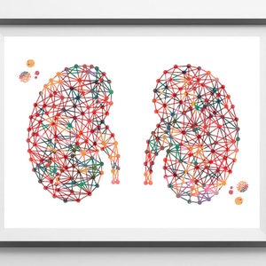 Kidneys Art Abstract Kidney Anatomy Art Print Medical Art Watercolor ...