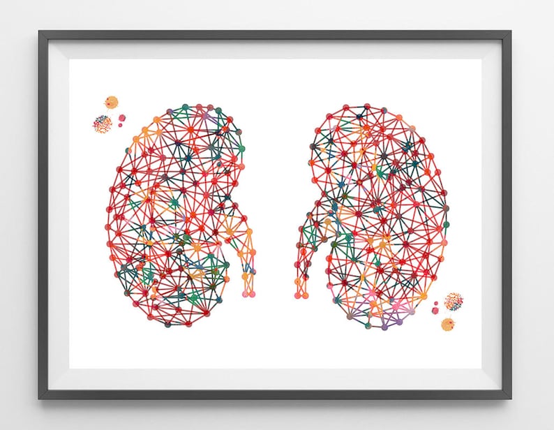 Kidneys Art Abstract Kidney Anatomy Art Print Medical Art - Etsy