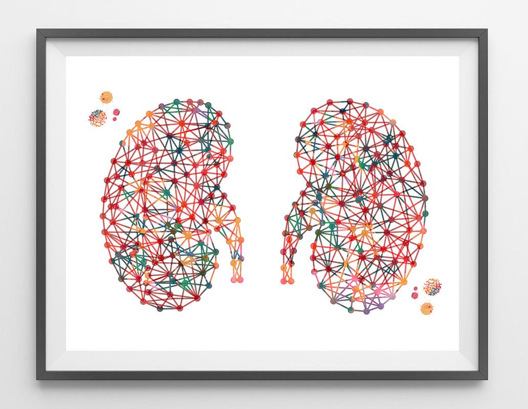 Kidneys Art Abstract Kidney Anatomy Art Print Medical Art - Etsy