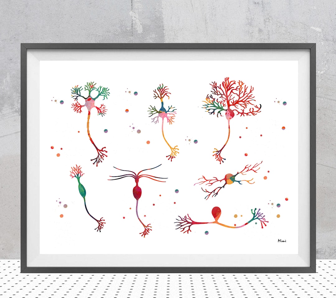 Neuron Types Print Neurons Watercolor Brain Cells Science Poster ...
