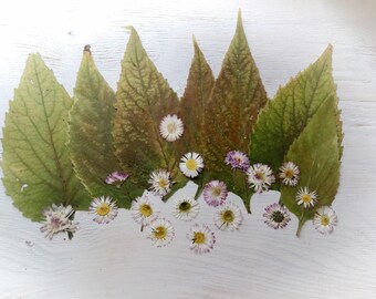 Pressed leaves | Etsy