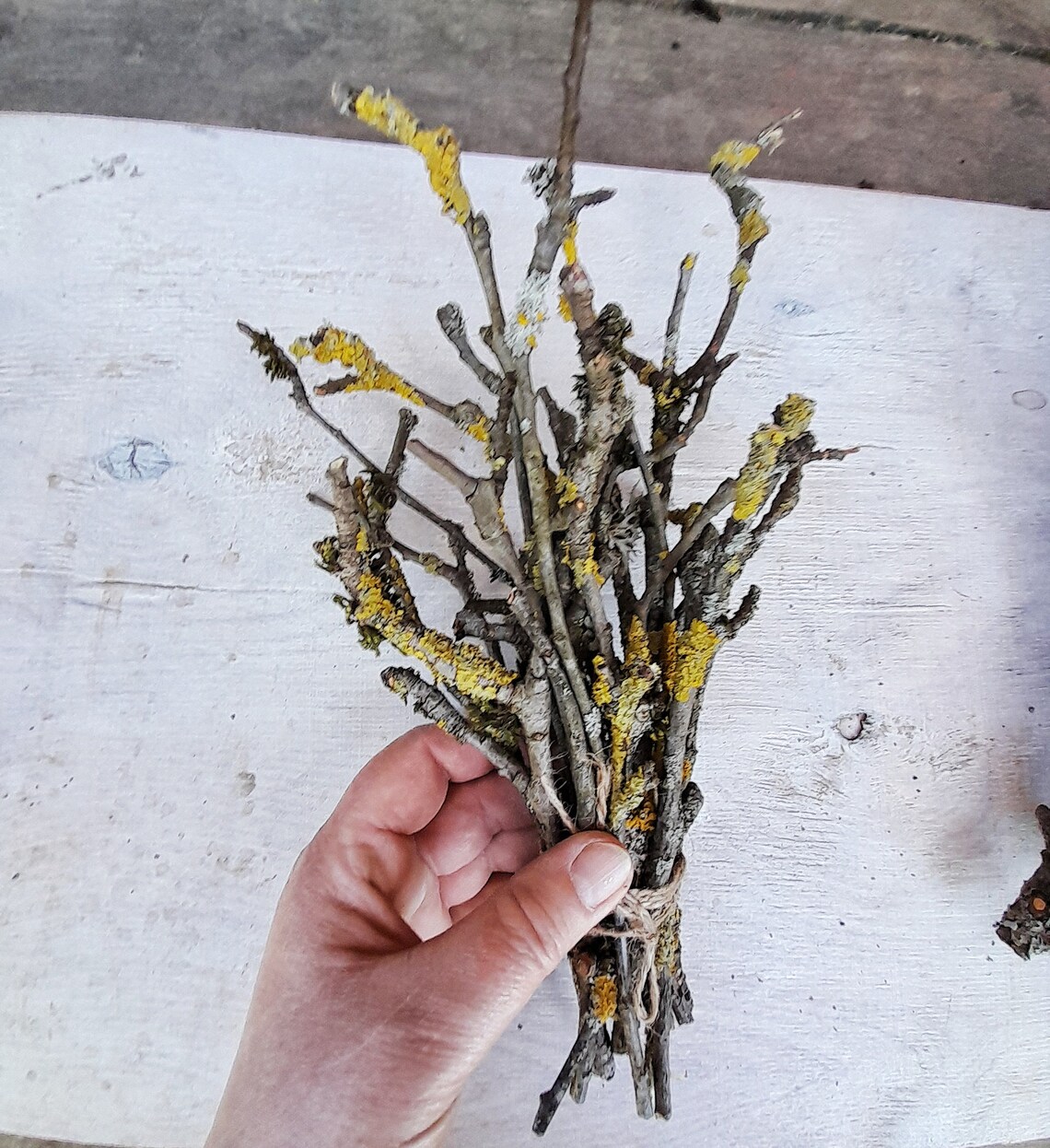 Decorative Twigs Set for Decor and Craft, Moss Covered Branches, Rustic ...