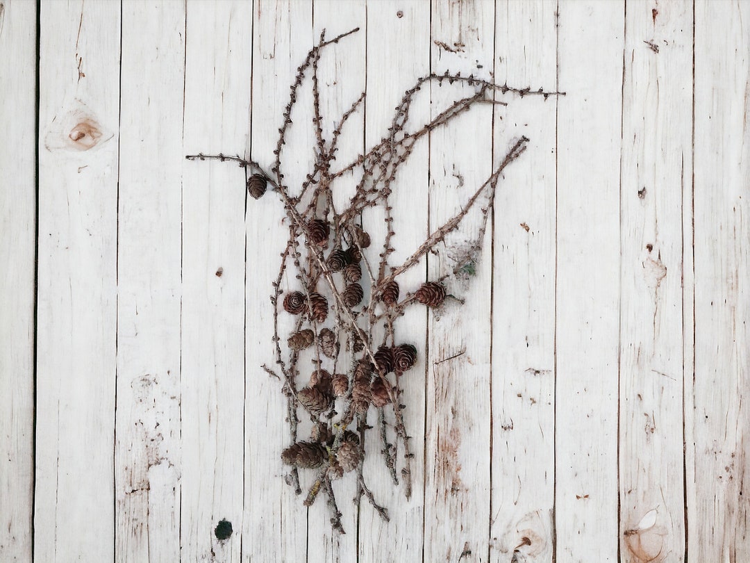 Larch Twigs Set of 8, Natural Dried Twigs With Cones for Decor and ...