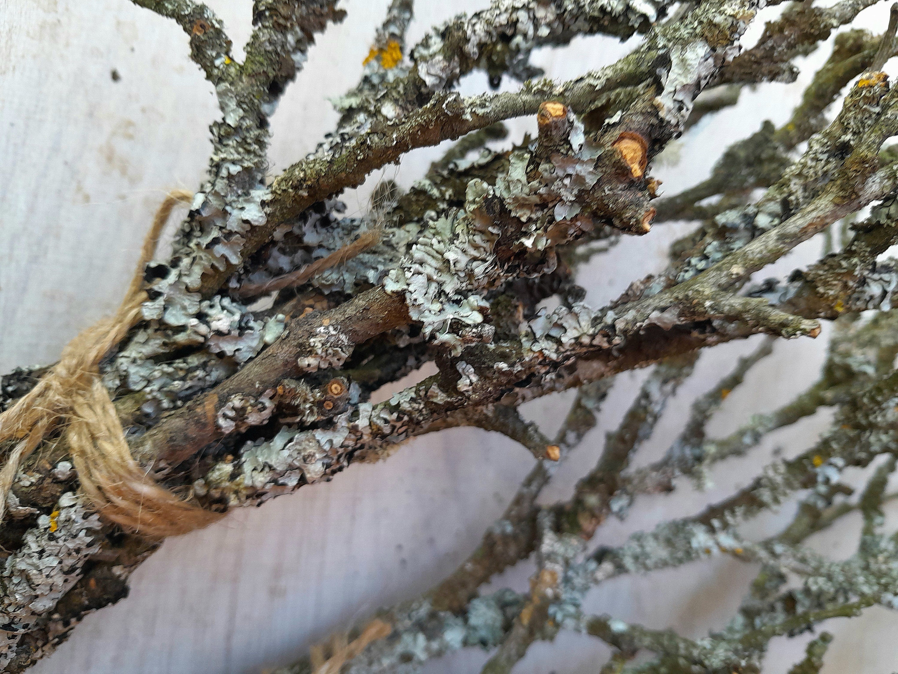 Decorative Twigs Set for Decor and Craft, Moss Covered Branches, Rustic ...