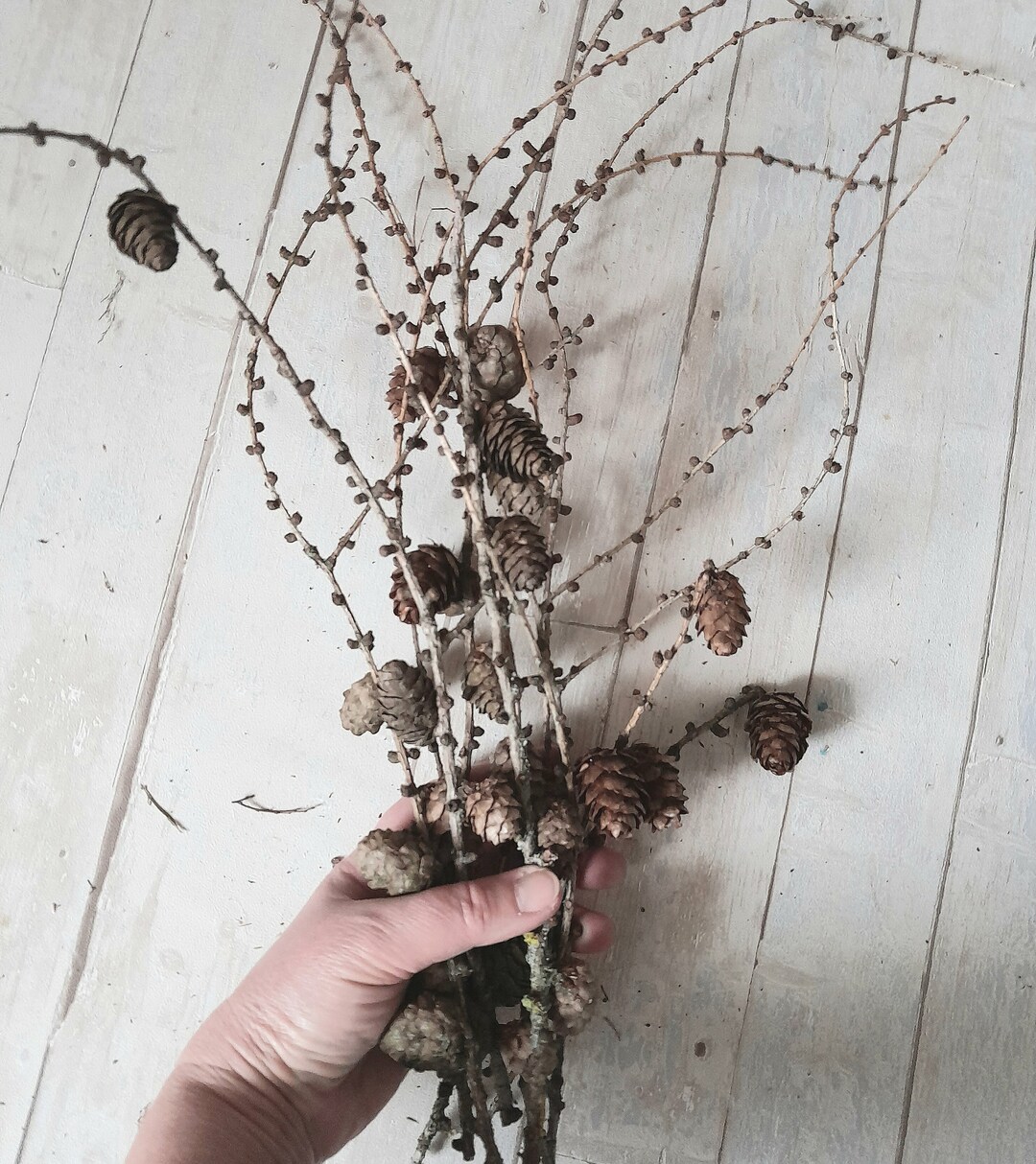 Larch Twigs Bunch, Natural Dried Twigs With Cones for Decor and Craft ...