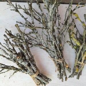 Decorative Twigs Set for Decor and Craft, Moss Covered Branches, Rustic ...