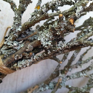 Decorative Twigs Set for Decor and Craft, Moss Covered Branches, Rustic ...