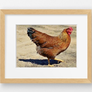 LITTLE RED HEN Mini Print-farmhouse Decor, Country Kitchen, Pictures of ...
