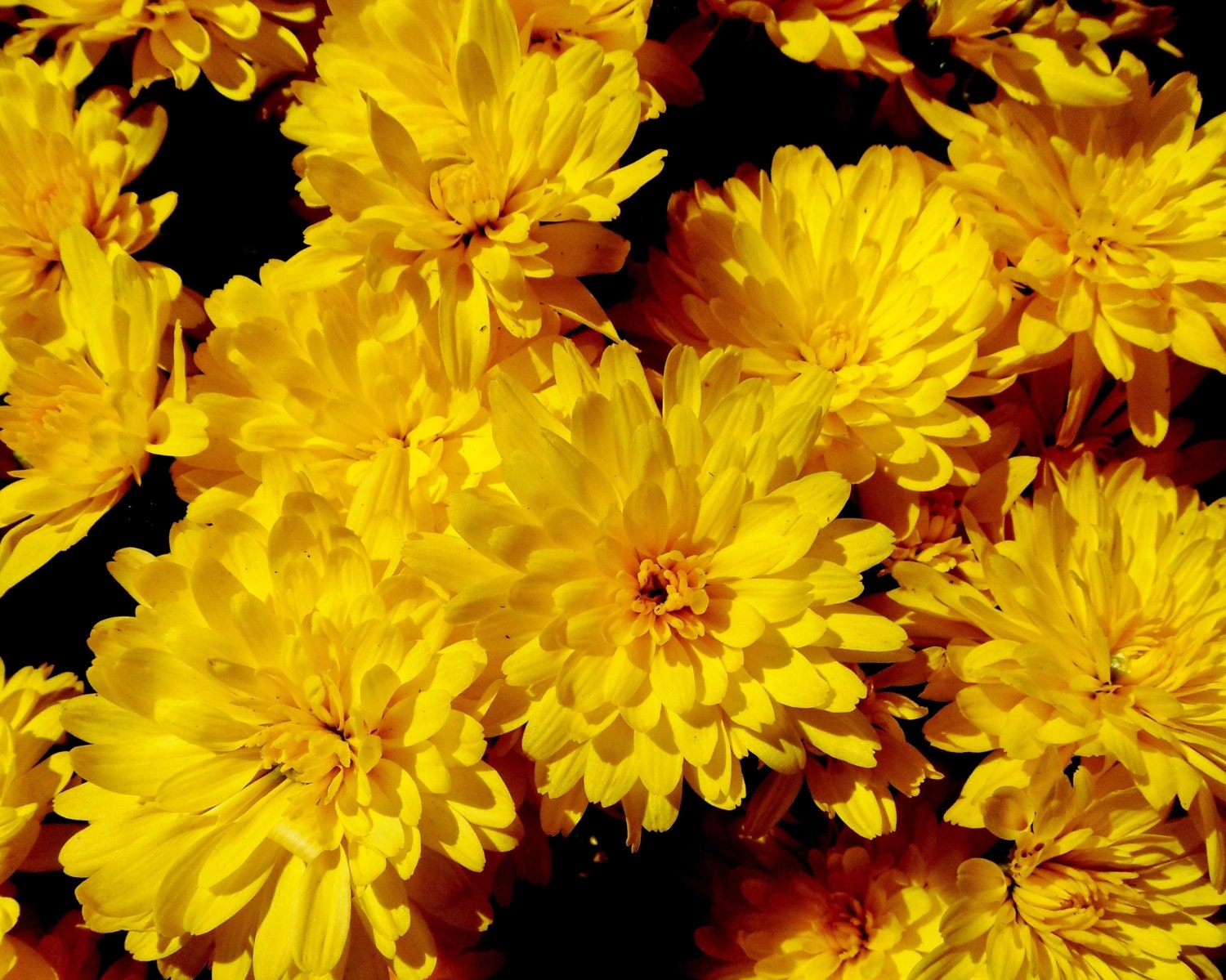 FARM MARKET MUMS in Gold- Fine Art Print, Farm Photography, Fall Mums ...