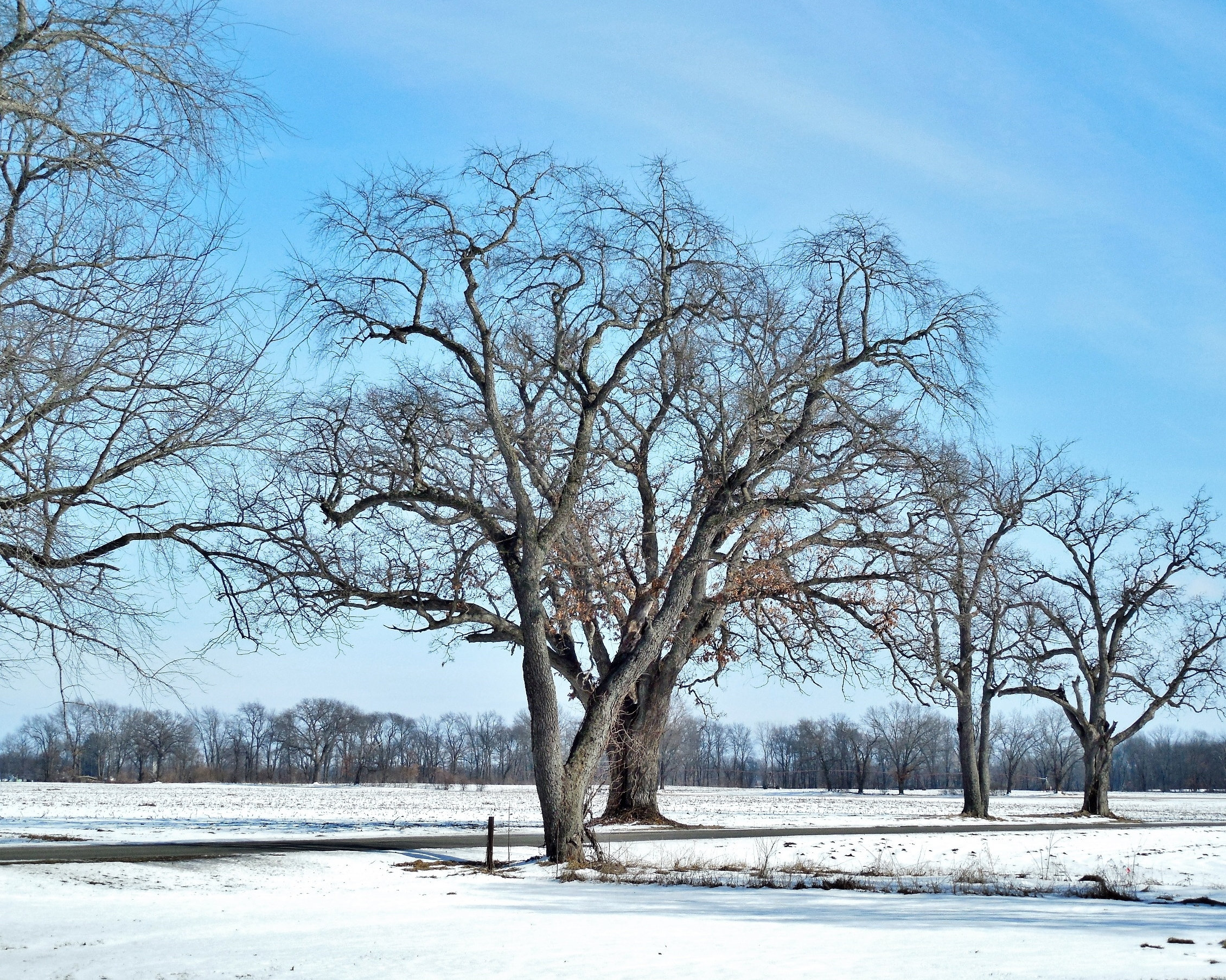 TREES IN Winter-fine Art Print, Nature Photography, Trees and Snow ...