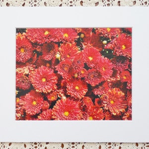 FARM MARKET MUMS in Rust-fine Art Print, Farm Photography, Fall Mums ...