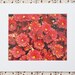 FARM MARKET MUMS in Rust-fine Art Print, Farm Photography, Fall Mums ...