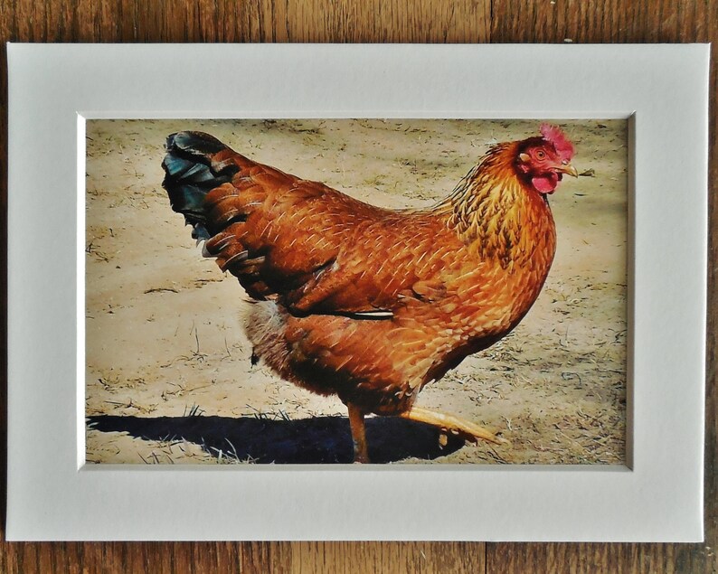 LITTLE RED HEN Mini Print-farmhouse Decor Country Kitchen - Etsy
