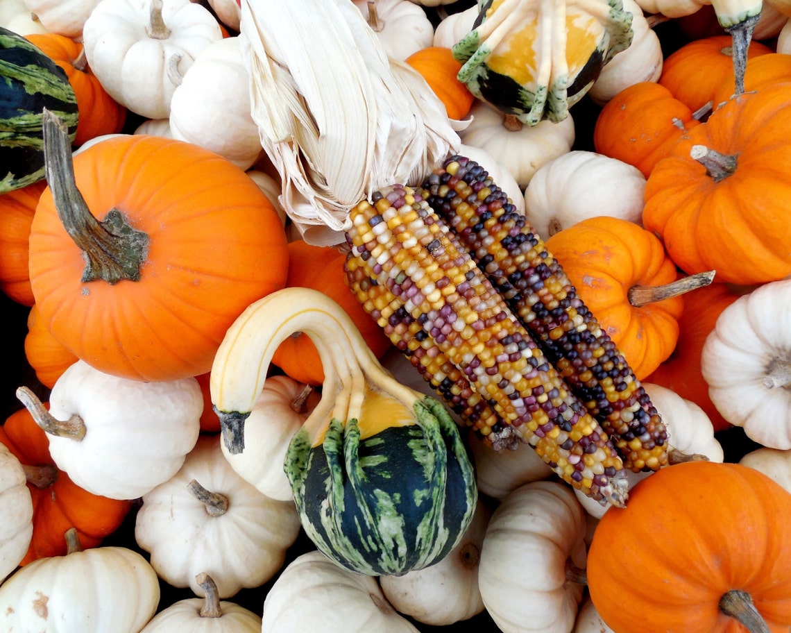 FALL GOURDS and Corn-fine Art Print, Farm Photography, Farm Market ...
