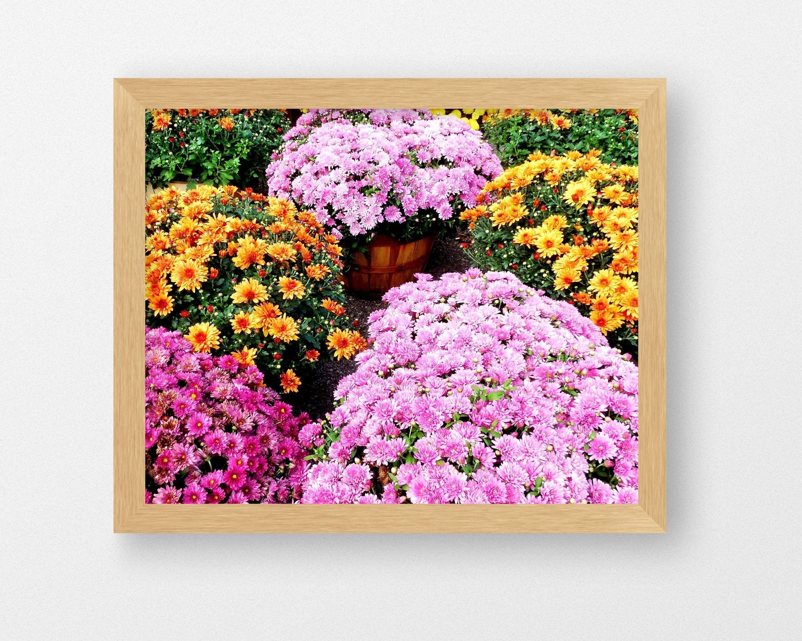 FARM MARKET Mums-fine Art Print, Farm Photography, Fall Mums ...