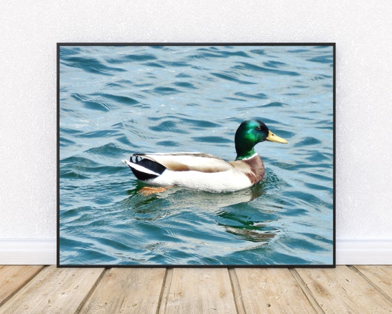 MALLARD DUCK-Fine Art Print Nature Photography Ducks | Etsy