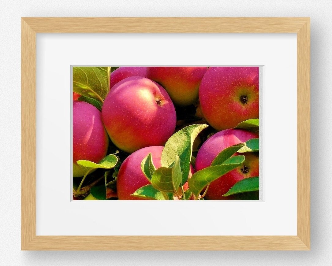 APPLES MINI Print-fine Art Print Kitchen Decor Restaurant - Etsy