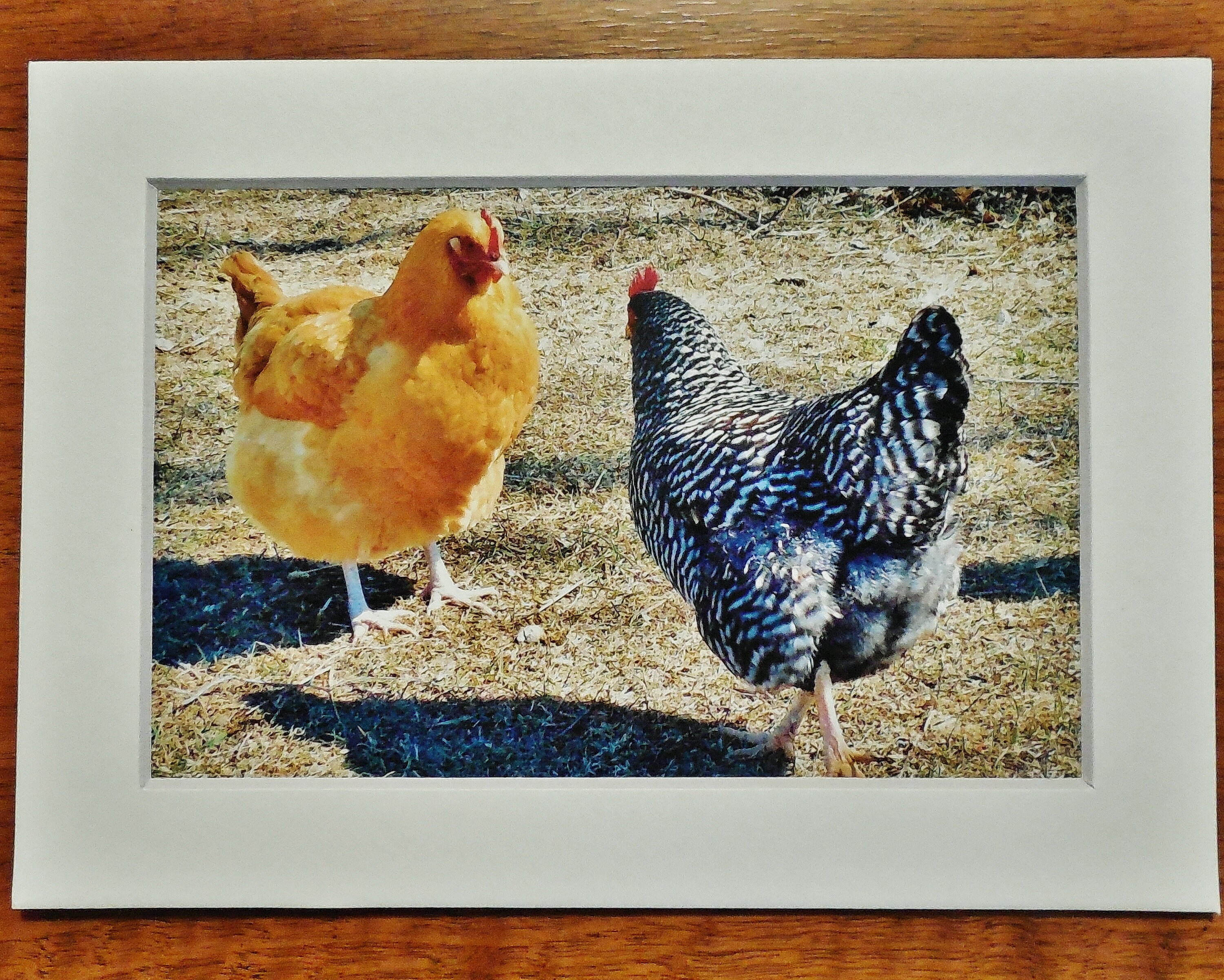 HEN TALK Mini Print-farmhouse Decor, Country Kitchen, Pictures of ...