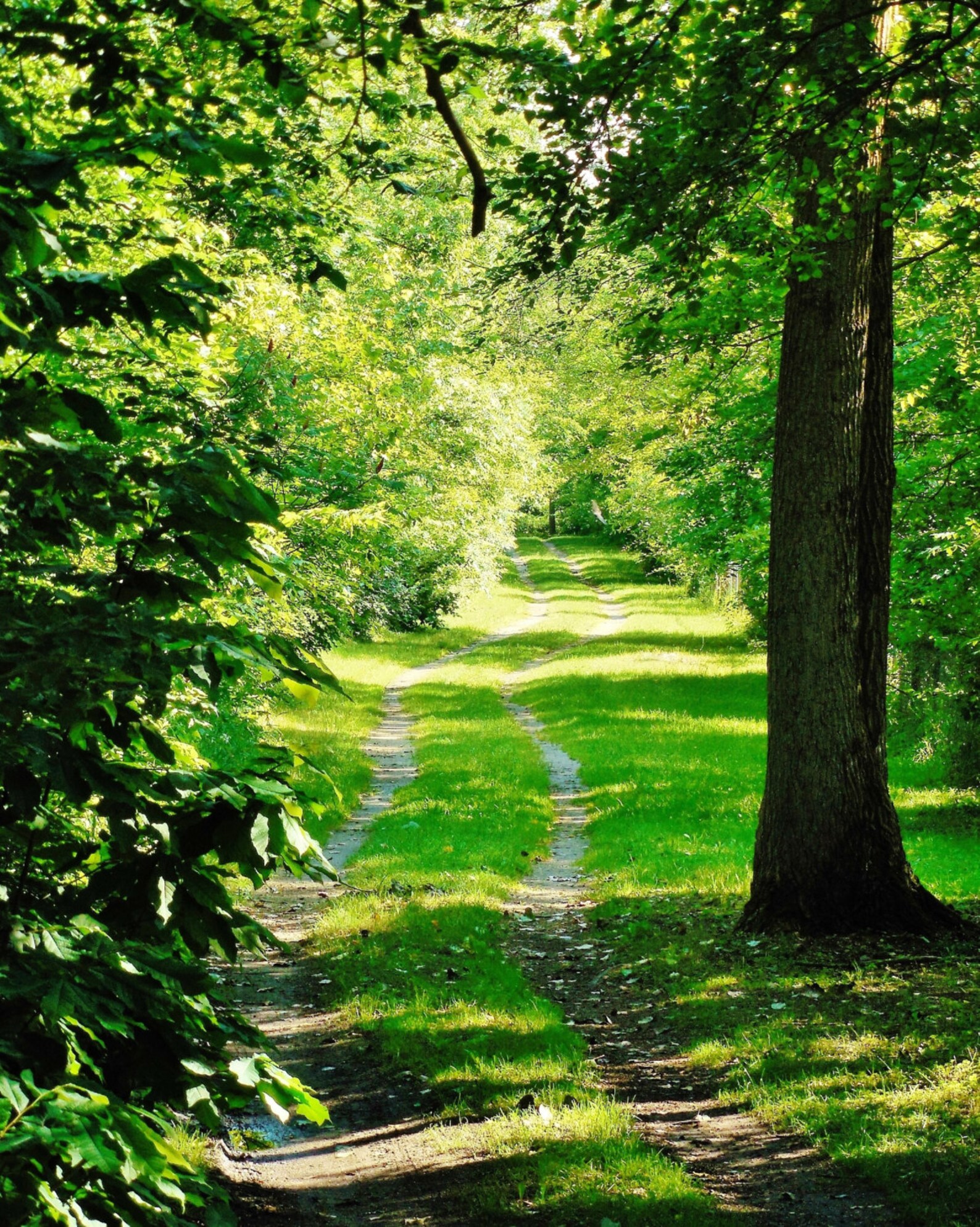FARM Lane-fine Art Print, Farm Photography, Country Decor, Farmhouse ...