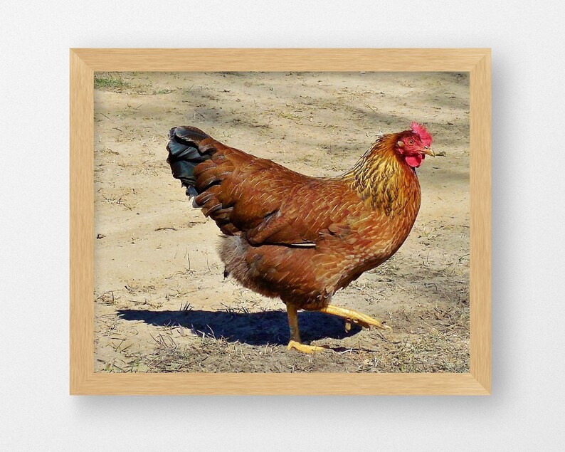LITTLE RED HEN-8X10 Print, Farmhouse Decor, Country Kitchen, Pictures ...