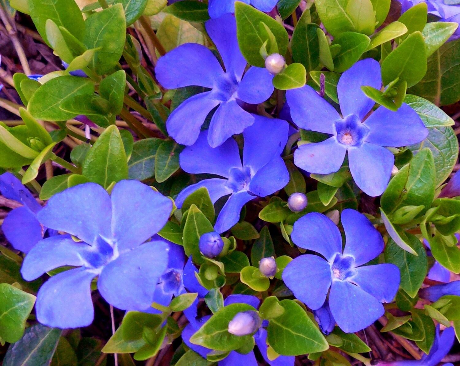 BLUE Vincanature Photography Vinca Flowers Spring - Etsy