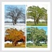 TREE in FOUR Seasons-collage, Tree Photography, Trees, Winter, Spring ...