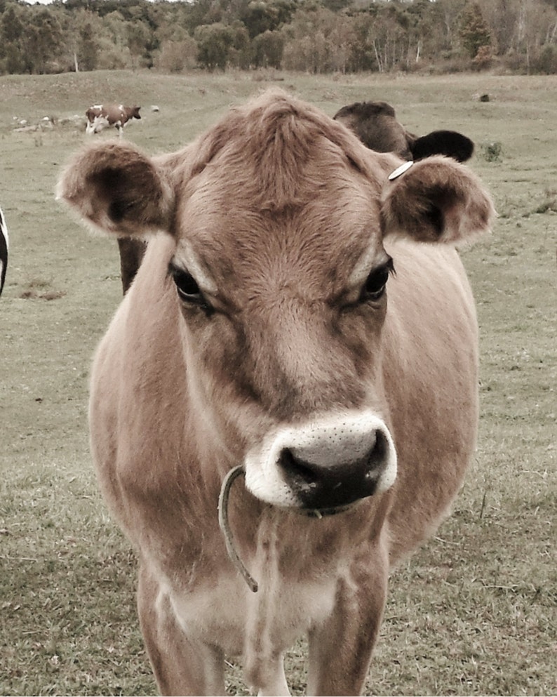 BOVINE BEAUTY Rusticrustic Decor, Farm Photography, Michigan ...