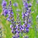 LOVELY LAVENDER Note Cards--note Card Set, Lavender Cards, Blank Cards ...