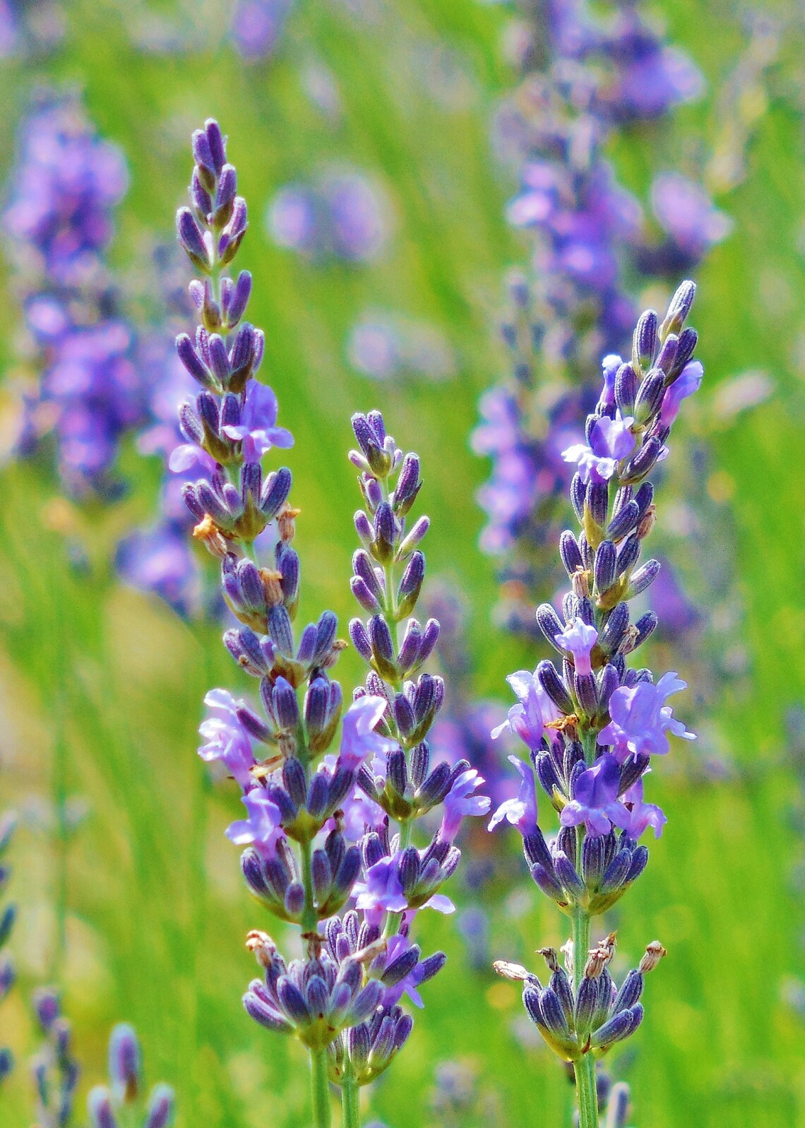 LAVENDER Macro-fine Art Print, Lavender, Flower Photography, Farmhouse ...