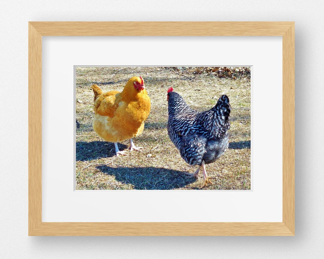 HEN TALK Mini Print-farmhouse Decor, Country Kitchen, Pictures of ...