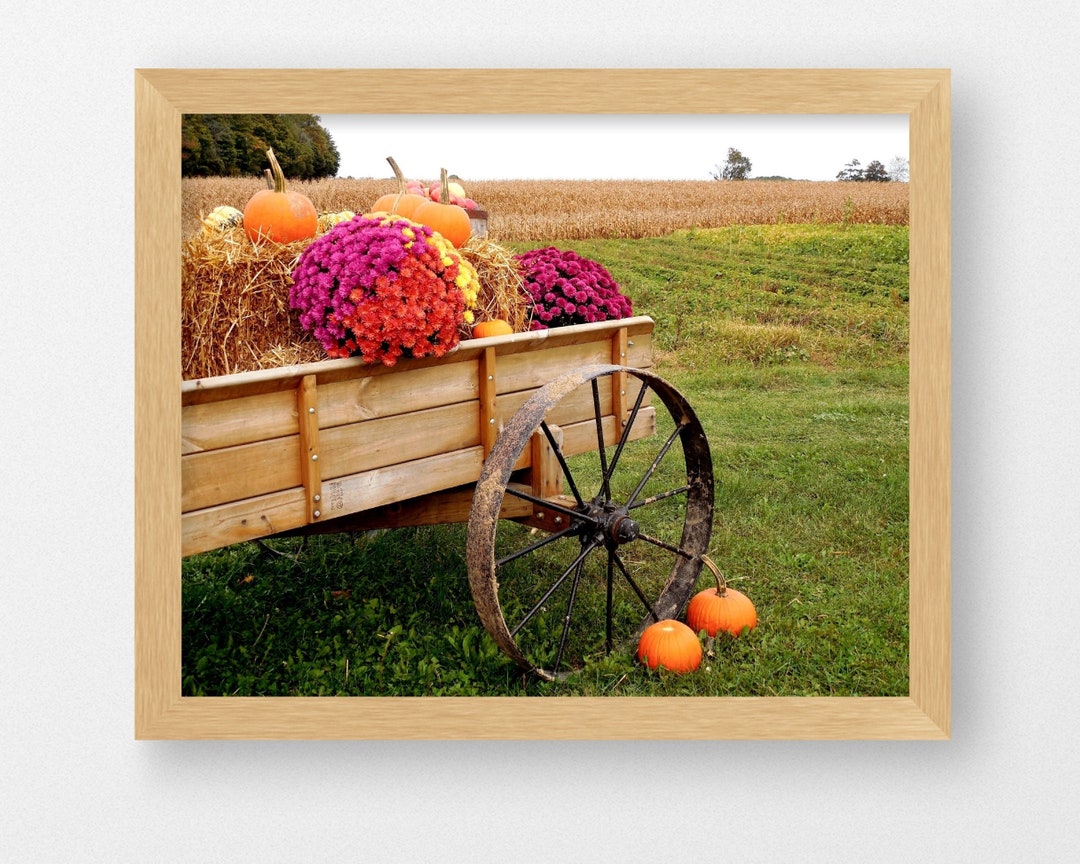 FALL on the Farmfarm Photography, Michigan Photography, Fall Flowers ...