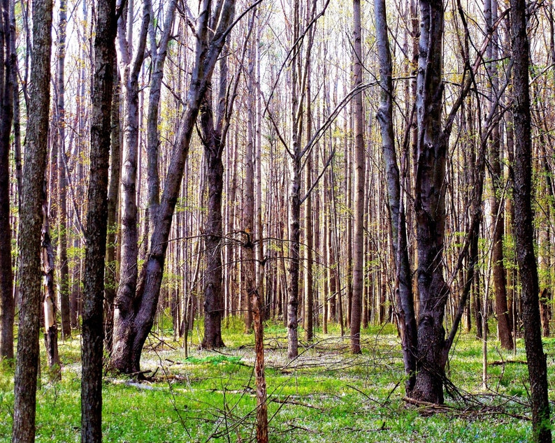 SPRING in the Woods-fine Art Print, Nature Photography, Cabin Decor ...