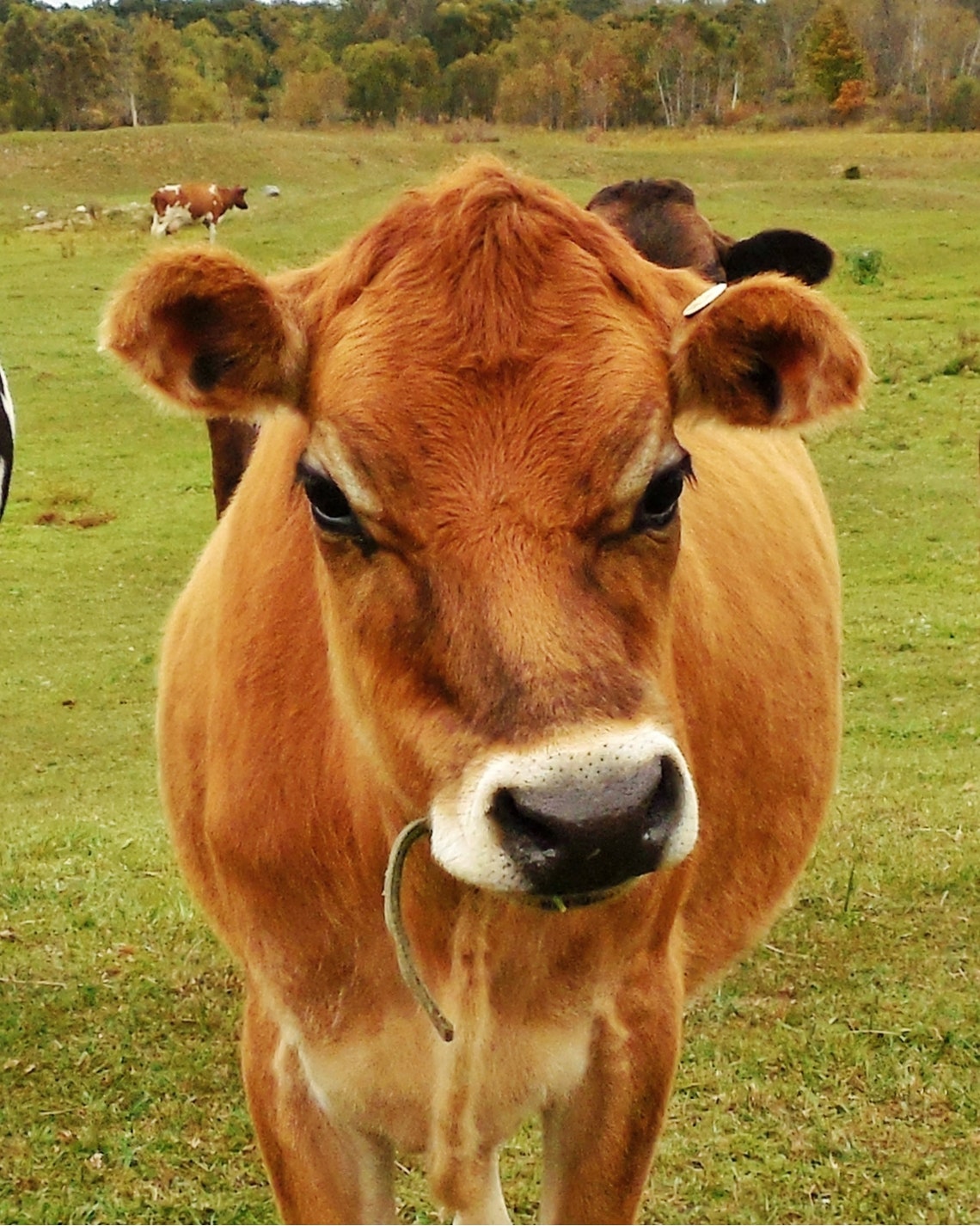 BOVINE Beauty-fine Art Print, Farm Photography, Cows, Dairy Cows, Milk ...