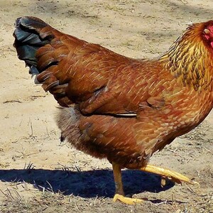 LITTLE RED HEN Mini Print-farmhouse Decor, Country Kitchen, Pictures of ...