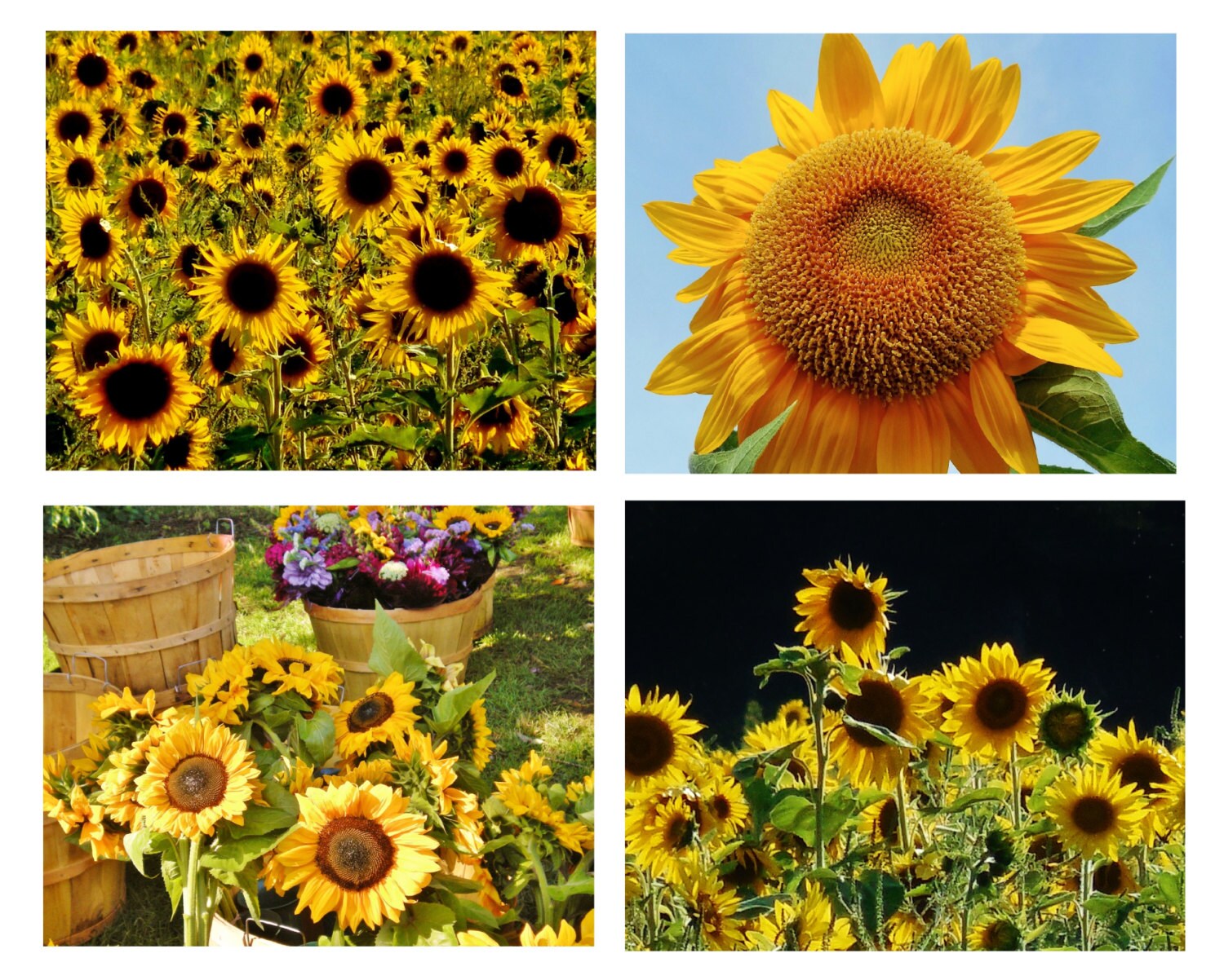 SUNFLOWER ASSORTMENT Note Cards-note Card Set, Sunflower Cards, Blank ...
