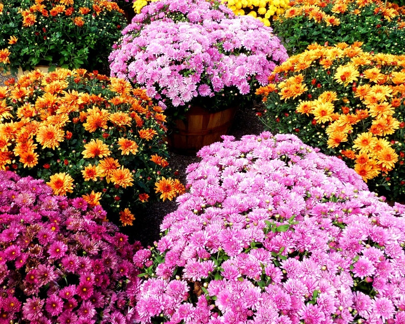 FARM MARKET Mums-fine Art Print, Farm Photography, Fall Mums ...