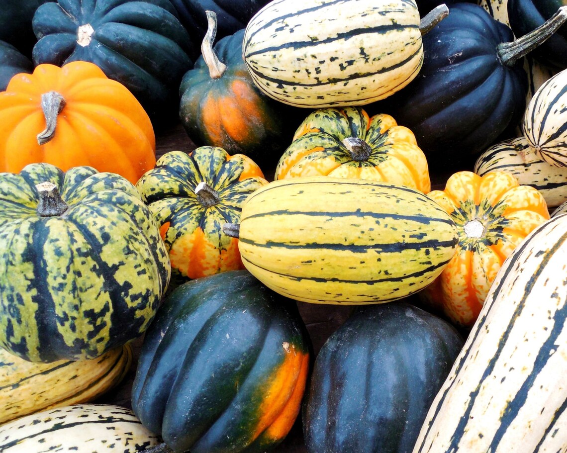 FARM MARKET Squashfarm Photography, Michigan Photography, Fall Squash ...