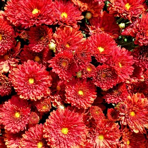 FARM MARKET MUMS in Rust-fine Art Print, Farm Photography, Fall Mums ...