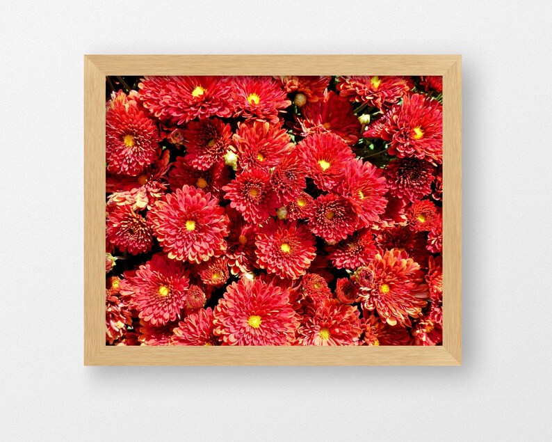 FARM MARKET MUMS in Rust-fine Art Print, Farm Photography, Fall Mums ...