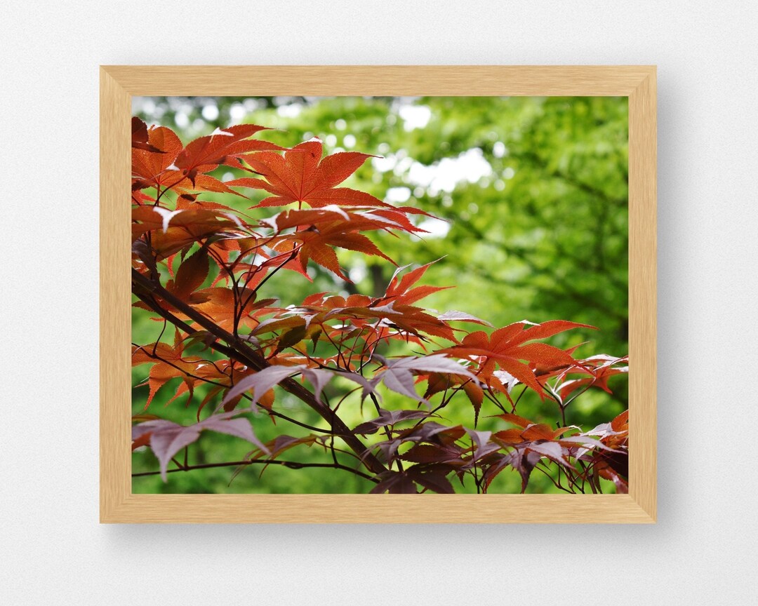 RED Maple-fine Art Print, Tree Photography, Maple Trees, Red Maple ...
