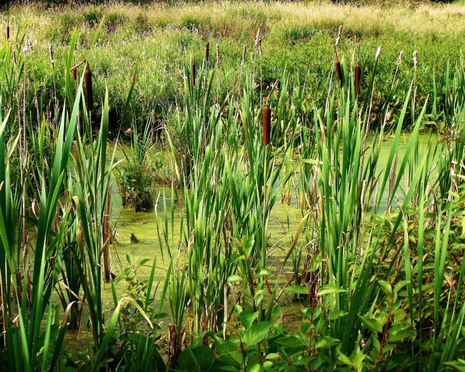 SUMMER Wetlandsnature Photography Michigan Photography - Etsy
