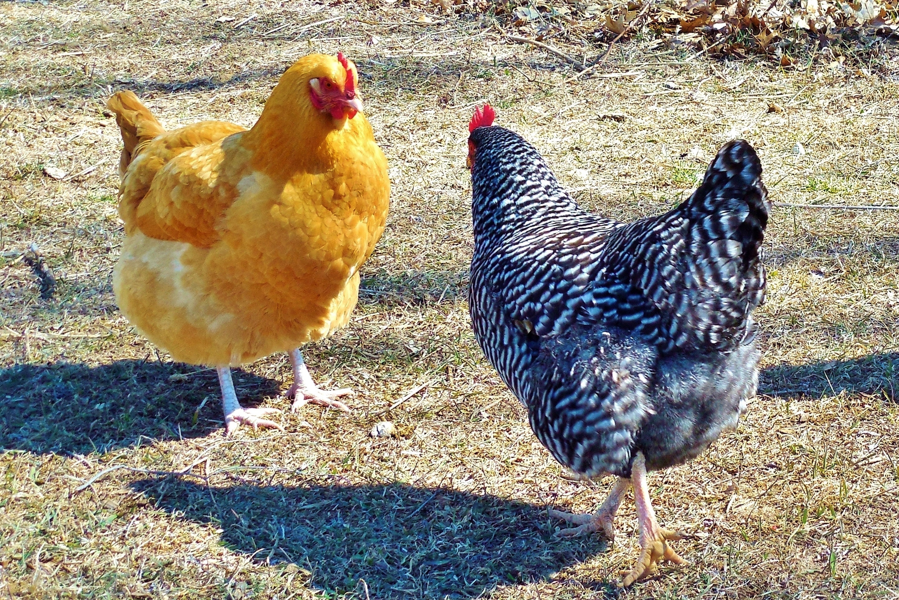 HEN TALK Mini Print-farmhouse Decor, Country Kitchen, Pictures of ...