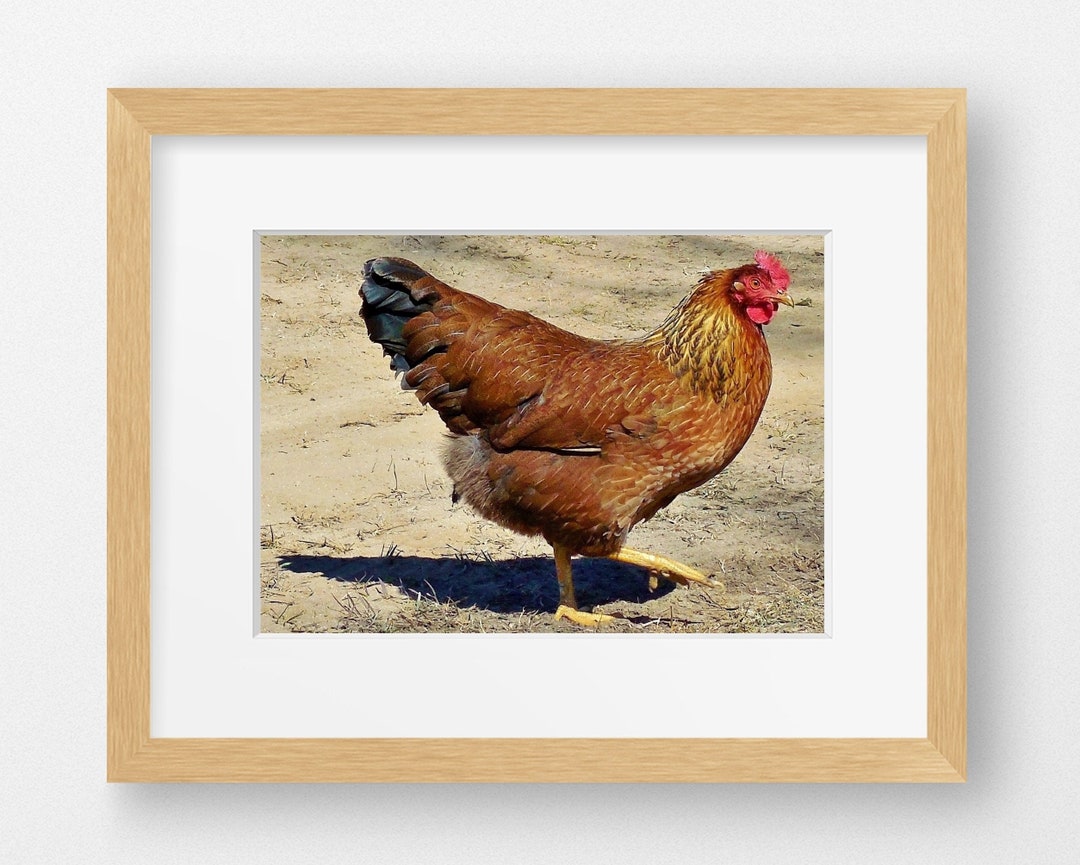 LITTLE RED HEN Mini Print-farmhouse Decor, Country Kitchen, Pictures of ...