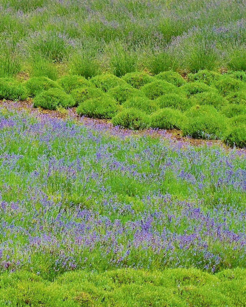 LOVELY LAVENDER Note Cardsnote Card Set Lavender Cards - Etsy