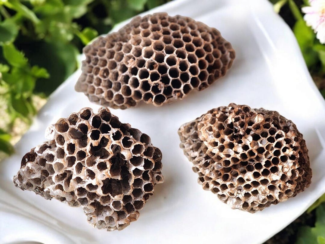 Wasp Nests/nature's Décor/oddities/diy Nature Craft Supply/bee Décor ...